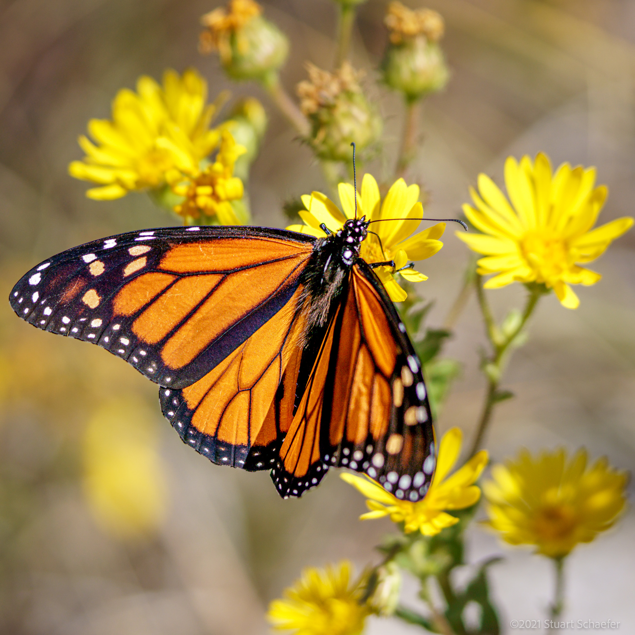 The Monarch Butterfly – Stuart Schaefer Photography